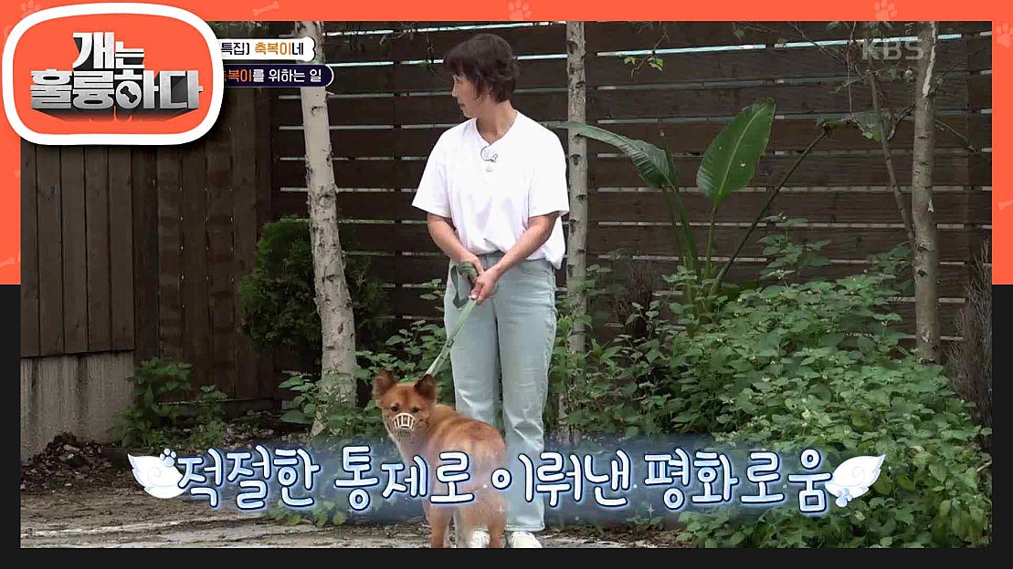 적절한 통제로 이뤄낸 평화로움 보호자의 통제 훈련에 매우 잘 따라오는 축복이 Kbs 230918 방송 네이버 Tv