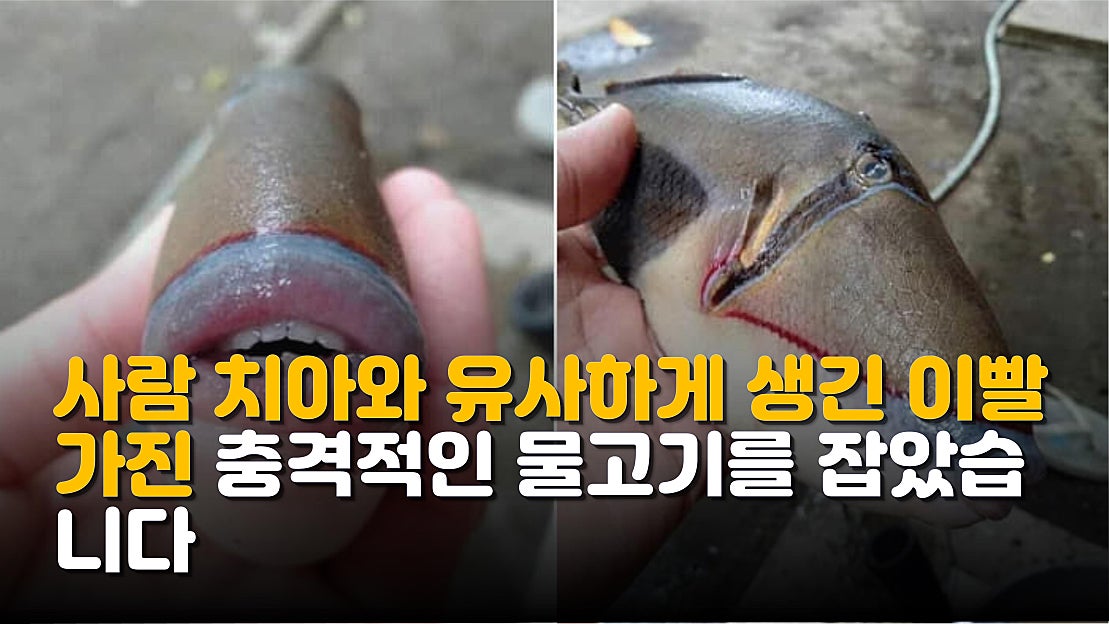 사람 치아와 유사하게 생긴 이빨 가진 충격적인 물고기를 잡았습니다 네이버 Tv