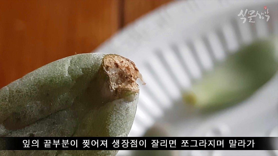 다육 잎꽂이 누구나 100 성공하는 방법 네이버 Tv