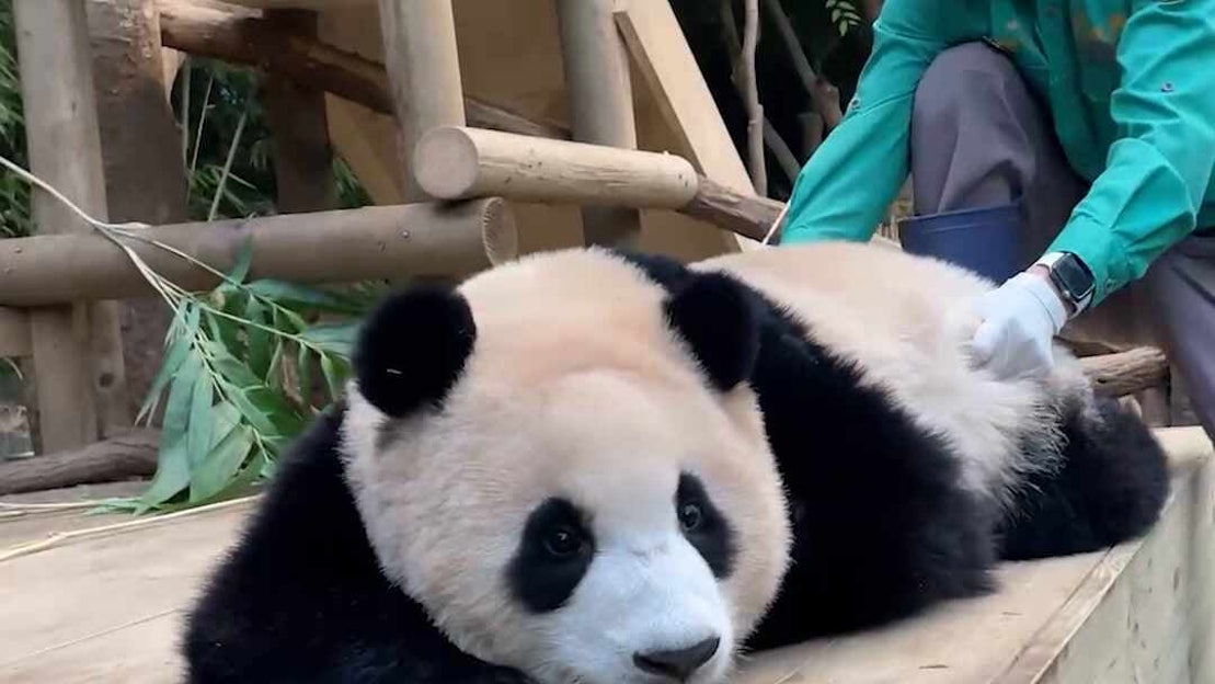 주말한테 질척이는 푸바오.gif│#Panda #Babypanda #Fubao - 네이버 TV