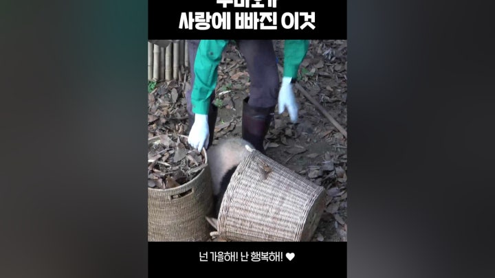사랑에 빠져버린 푸바오.gif│#Panda #Fubao #autumn - 네이버 TV
