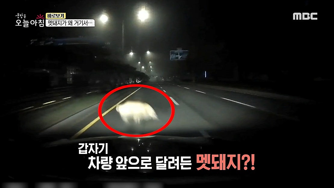 가을철 멧돼지 출몰 주의보!, MBC 231031 방송 - 네이버 TV