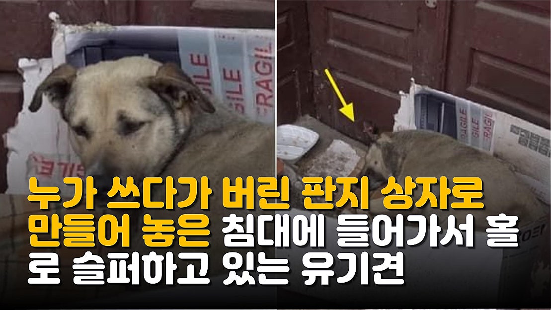 누가 쓰다가 버린 판지 상자로 만들어 놓은 침대에 들어가서 홀로 슬퍼하고 있는 유기견 네이버 Tv