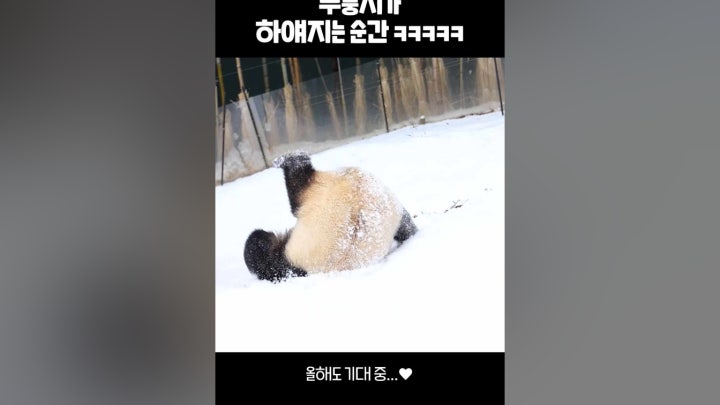 설탕 뿌린 누룽지 푸바오.gif│#Panda #Babypanda #Fubao - 네이버 TV