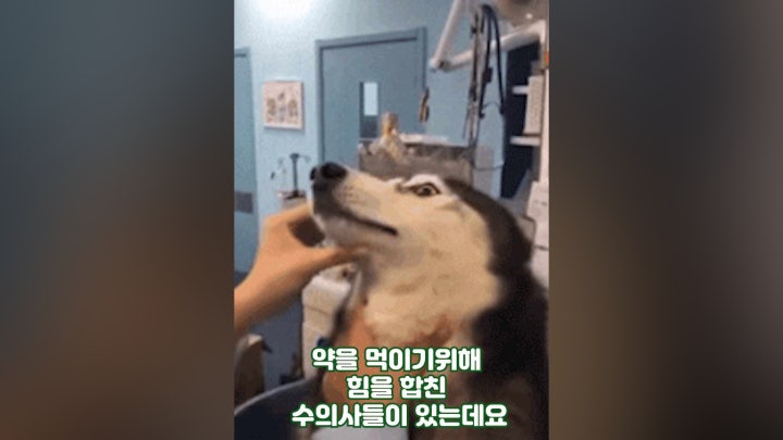 허스키 약 먹이기위해 힘 합친 수의사들의 결말 네이버 Tv