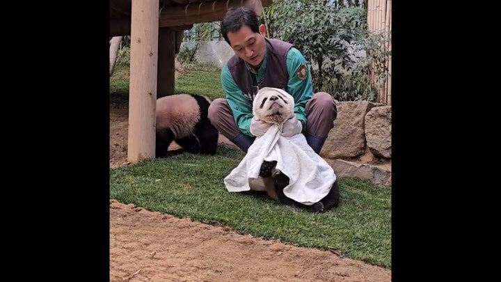 실시간으로 깨끗해지는 푸바오와 루이&후이.gif│#Panda #Babypanda #Fubao - 네이버 TV