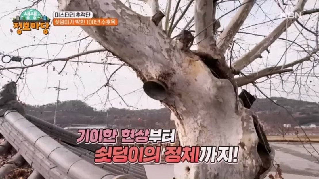 쇳덩이가 박힌 100년 수호목?! MBN 240201 방송 - 네이버 TV