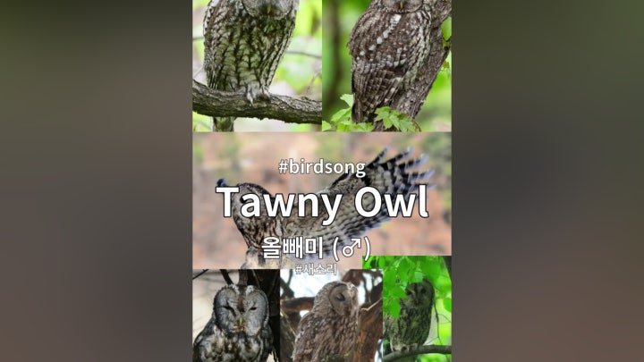올빼미 소리 Tawny Owl sounds - 네이버 TV