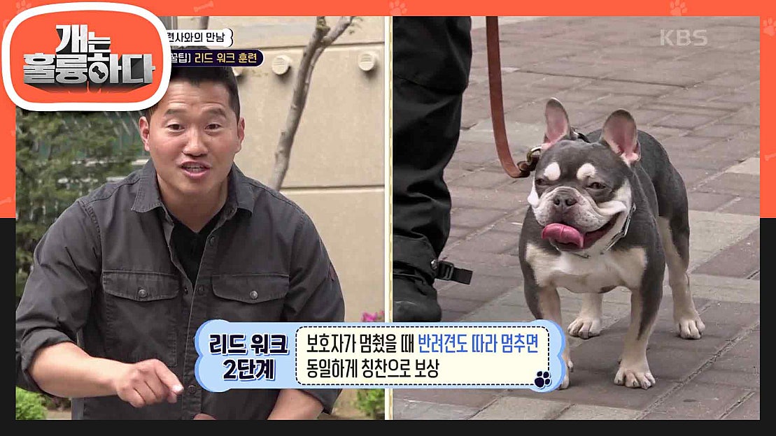 산책하다 반려견이 줄을 당기면 리드 워크로 교육 엄마 보호자의 리드 워크 실전 연습 Kbs 240429 방송 네이버 Tv