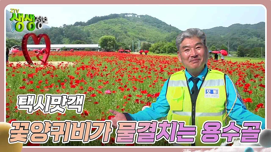택시맛객 : 꽃양귀비가 물결치는 용수골 | KBS 240529 방송 - 네이버 TV