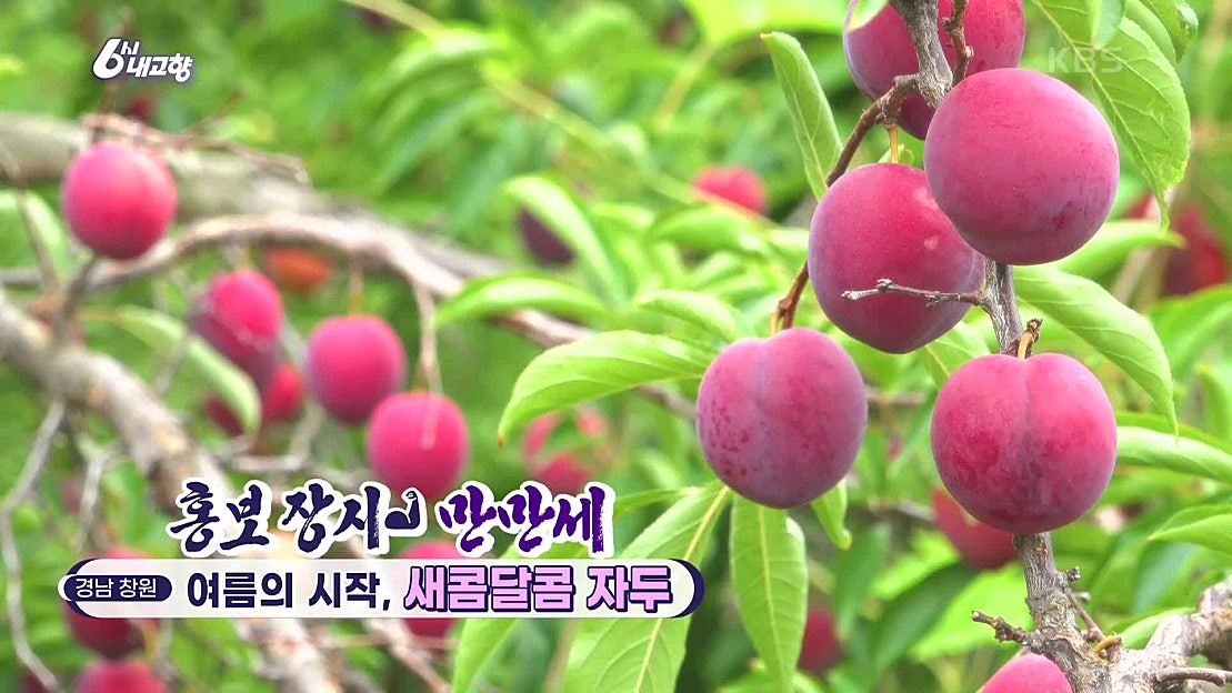 [홍보 장사 만만세] 여름의 시작, 새콤달콤 자두 | KBS 240625 방송 - 네이버 TV