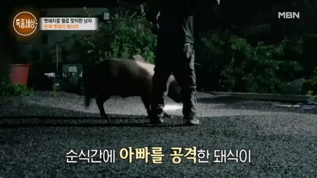 오랜만에 만난 딸은 예민 보스? 다정했던 돼식이가 히스테릭하게 변해버린 이유 MBN 240704 방송 - 네이버 TV