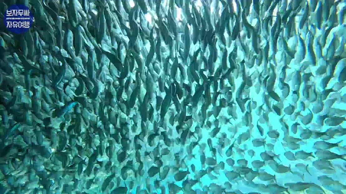 보홀 나팔링투어 스노클링 보자무싸 BOHOL NAPALING POINT SNORKELING - 네이버 TV