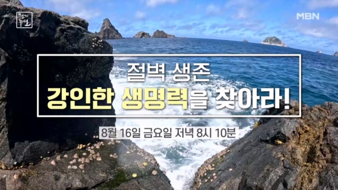 절벽 생존! 강인한 생명력을 찾아라 MBN 240816 방송 - 네이버 TV