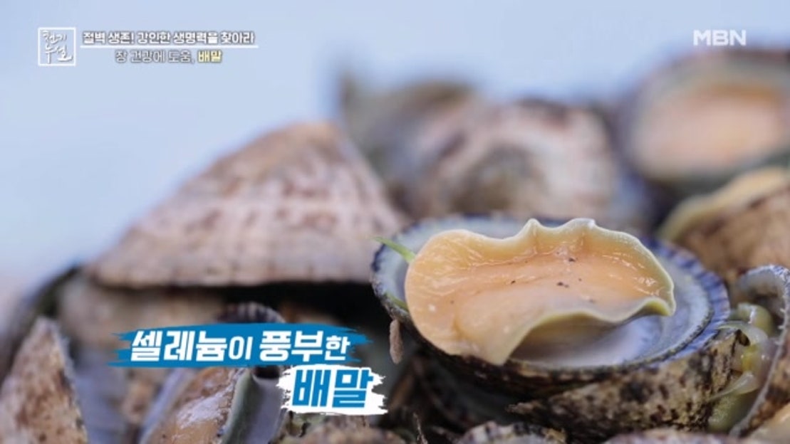 절벽에서 얻은 보물, 배말 MBN 240816 방송 - 네이버 TV