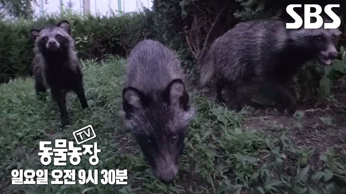 [10월 6일 예고] 공원에 등장한 깡패 ‘너구리’의 정체★ - 네이버 TV