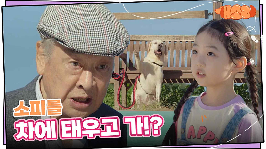 소피를 차에 태우고 가!? ” 이순재가 잠깐 자리 비운 사이에 사라진 소피?! | KBS 241010 방송 - 네이버 TV