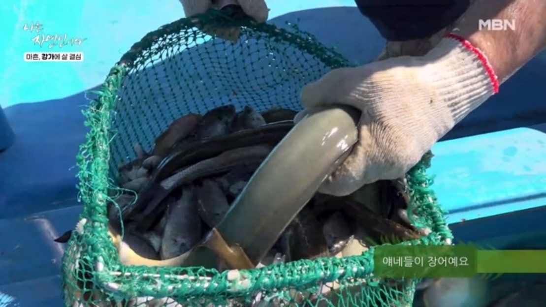 힘 좋은 장어가 통발에?! 만선으로 등장한 오늘의 자연인!! MBN 241023 방송 - 네이버 TV