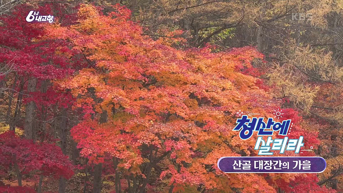 [청산에 살리라] 산골 대장간의 가을 | KBS 241121 방송 - 네이버 TV