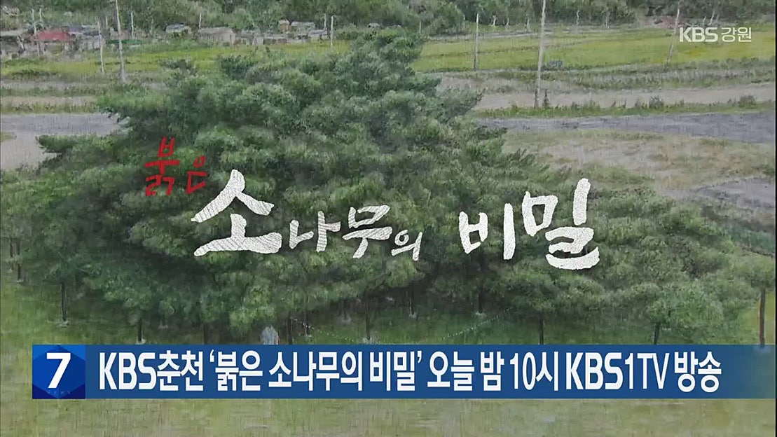 KBS춘천 ‘붉은 소나무의 비밀’ 오늘 밤 10시 KBS1TV 방송 - 네이버 TV