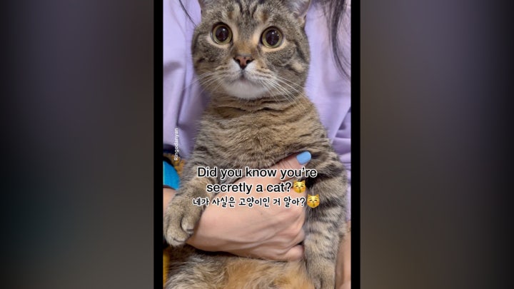당신이 고양이라는 증거🐱 네이버 Tv