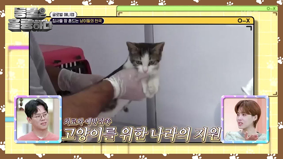 [글로벌 애니캠] 집사들 맘 흔드는 냥이들의 천국! | KBS 241223 방송 - 네이버 TV