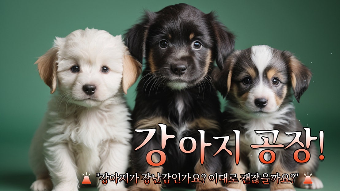 강아지가 우리의 장난감입니까 강사모가 강아지를 사랑하는 모임 맞습니까 네이버 Tv