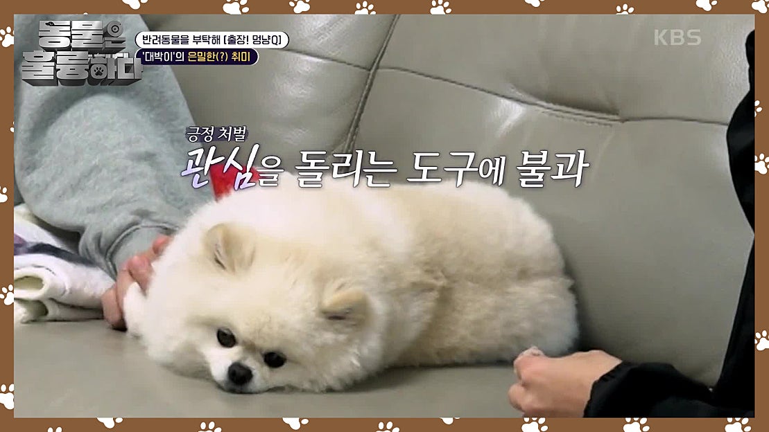 [출장! 멍냥Q] 대박이의 취미를 대체할 새로운 행동이 필요 | KBS 250113 방송 - 네이버 TV