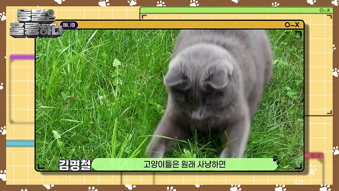 [애니캠] 은혜 갚는 냥이들의 동화 같은 이야기 | KBS 250113 방송 - 네이버 TV