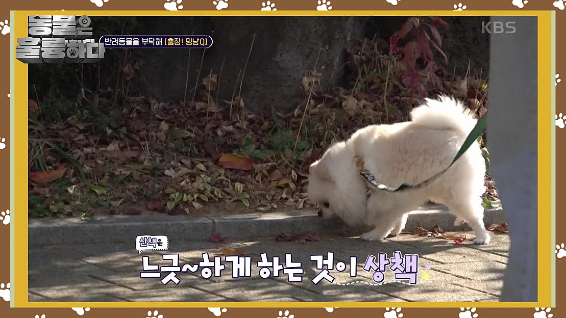 [출장! 멍냥Q] ‘대박이’의 은밀한(?) 취미 | KBS 250113 방송 - 네이버 TV