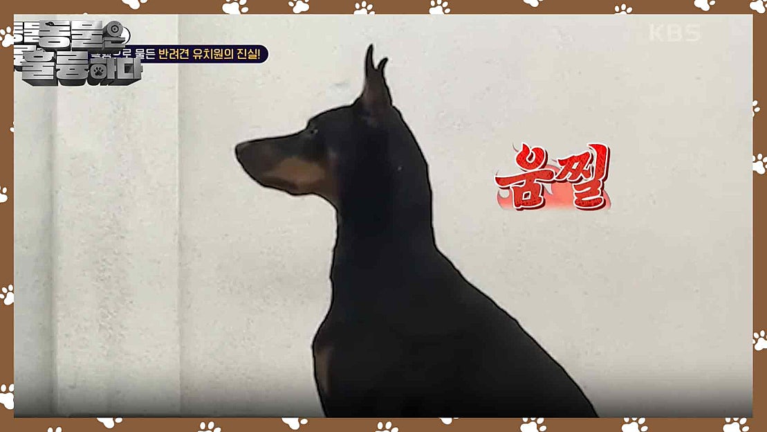 [애니캠] 폭행으로 물든 반려견 유치원의 진실! | KBS 250120 방송 - 네이버 TV