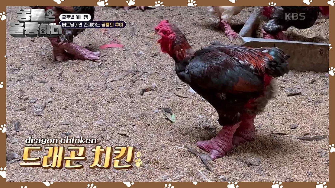 [글로벌 애니캠] 베트남에만 존재하는 공룡의 후예 | KBS 250203 방송 - 네이버 TV