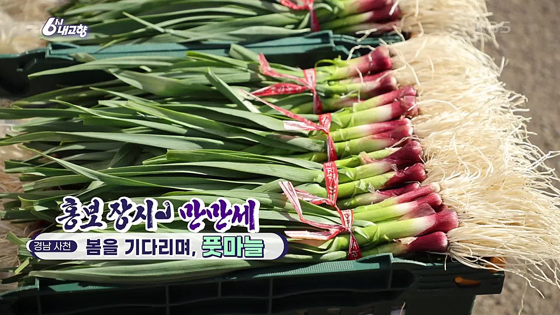 [홍보 장사 만만세] 봄을 기다리며, 풋마늘 | KBS 250218 방송 - 네이버 TV