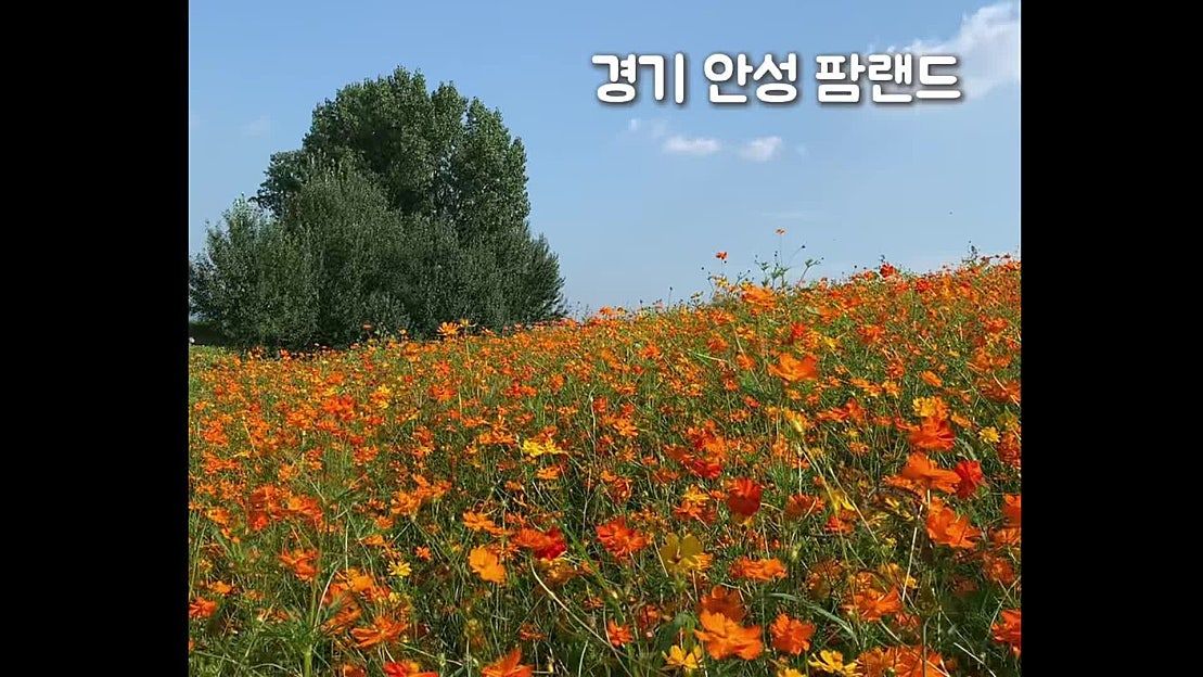 경기도 아이들과 주말 나들이 데이트 가볼만한곳 농협 안성팜랜드 여행지 볼거리 아이와 놀러갈만한곳 추천 네이버 Tv