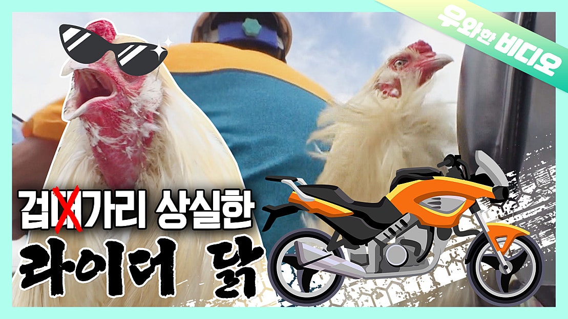 간땡이 부운 오토바이 타는 닭🐔 멋진 내일을 위해 나는 오늘도 달린다-☆┃A Rooster That Rides a ...