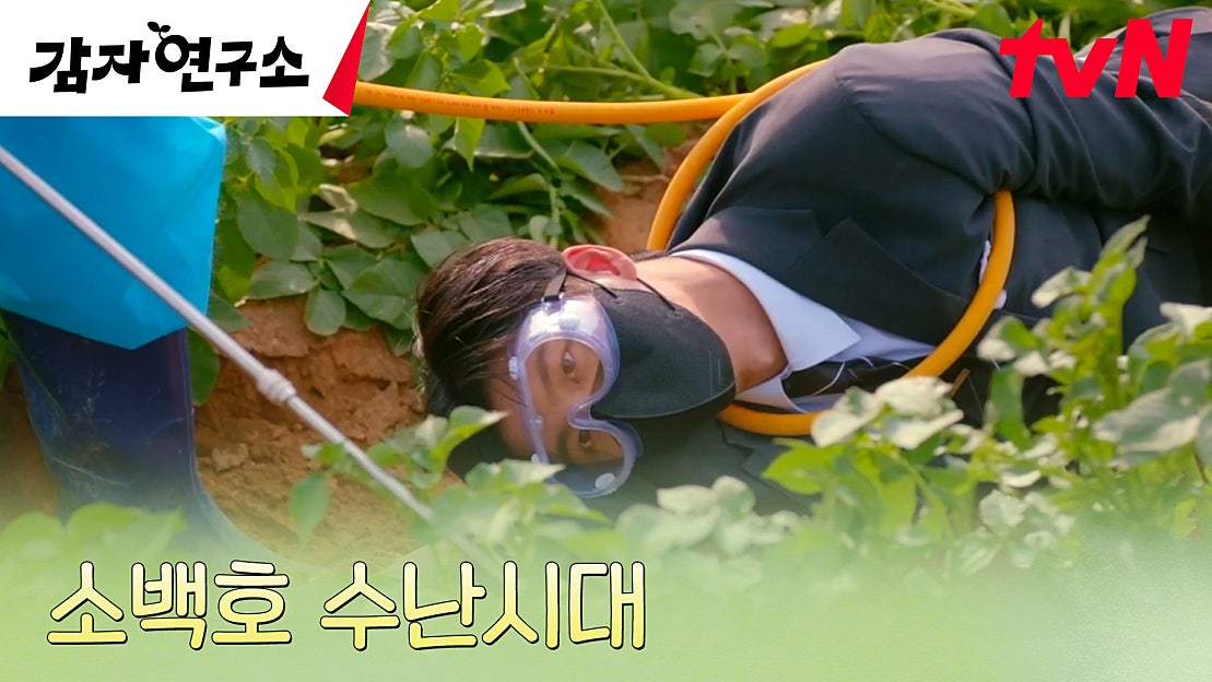 감자밭 긴급 방제에 강제 투입된 강태오, 온몸으로 고군분투 중 (애잔...) | tvN 250302 방송 - 네이버 TV