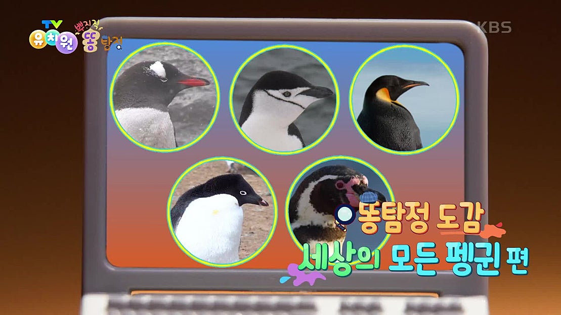 [뿌지직 똥 탐정] 똥탐정 도감 ＜세상의 모든 펭귄＞편🧐 | KBS 250304 방송 - 네이버 TV