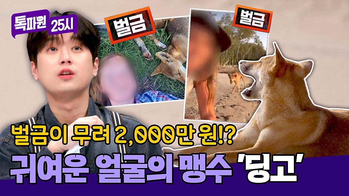 귀여움에 속으면 큰일🙊 셀카 찍으면 벌금이 무려 2,000만 원!? | JTBC 250310 방송 - 네이버 TV