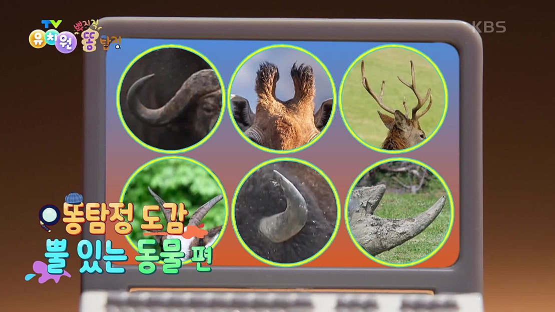 [뿌지직 똥 탐정] 똥탐정 도감 ＜뿔 있는 동물＞편🧐 | KBS 250318 방송 - 네이버 TV