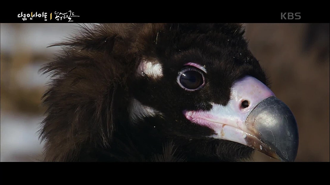 모든 독수리들이 탐내는 둥지 명당, 부화한지 얼마 안 된 새끼 독수리 | KBS 250327 방송 - 네이버 TV