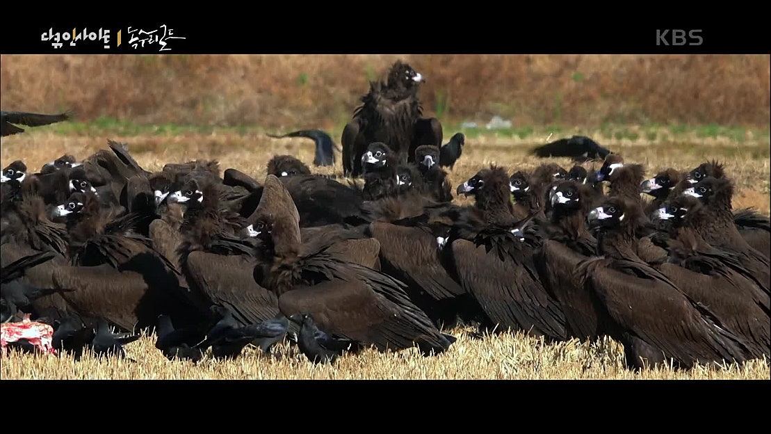 고성의 겨울, 독수리를 위한 식탁이 차려진다 | KBS 250327 방송 - 네이버 TV