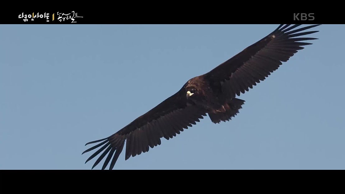 ＂독수리는 해치지 않는다＂ ‘자연 청소부’ 독수리 | KBS 250327 방송 - 네이버 TV