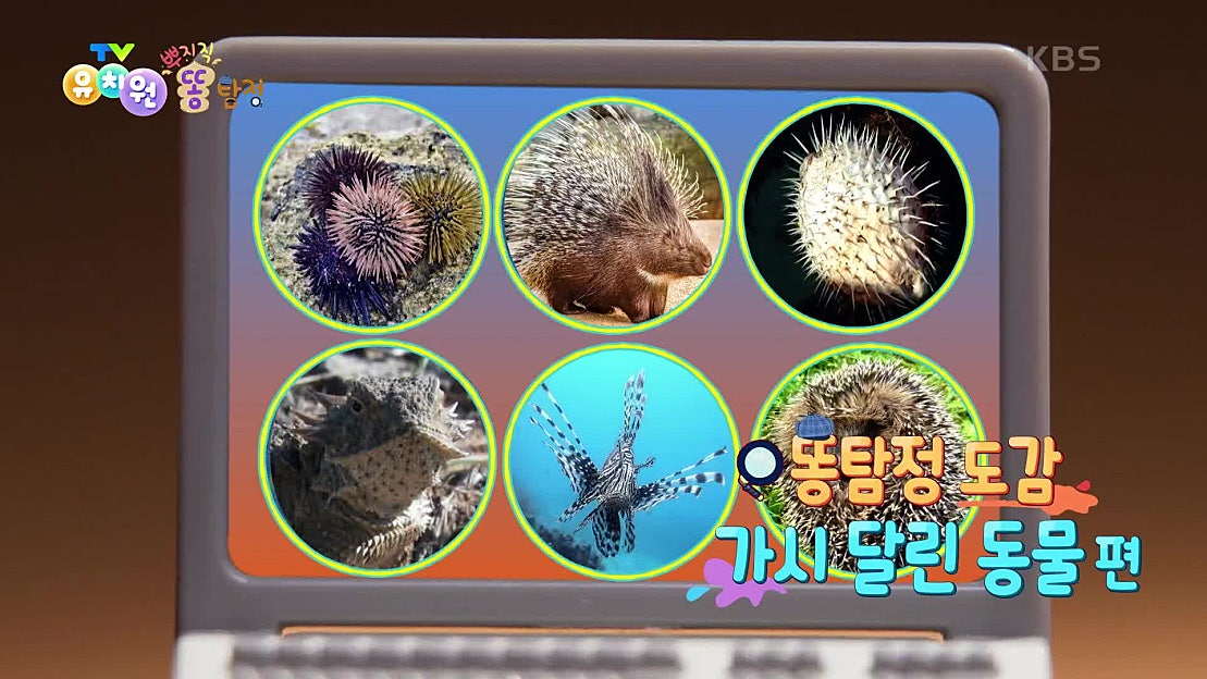 [뿌지직 똥 탐정] 똥탐정 도감 ＜가시 달린 동물＞편🧐 | KBS 250422 방송 - 네이버 TV