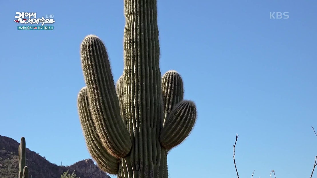 사막으로 이루어진 땅, 미국 애리조나주! | KBS 250501 방송 - 네이버 TV