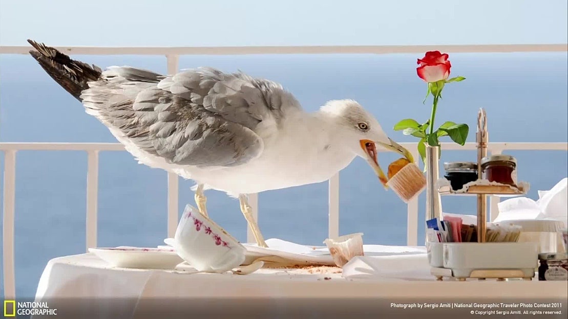 동물이 먹이를 찾는 방법(How Animals Find Food) - 네이버 TV