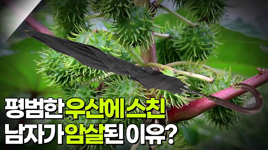 평범한 우산에 스친 남자가 암살된 이유? | KBS 250506 방송 - 네이버 TV