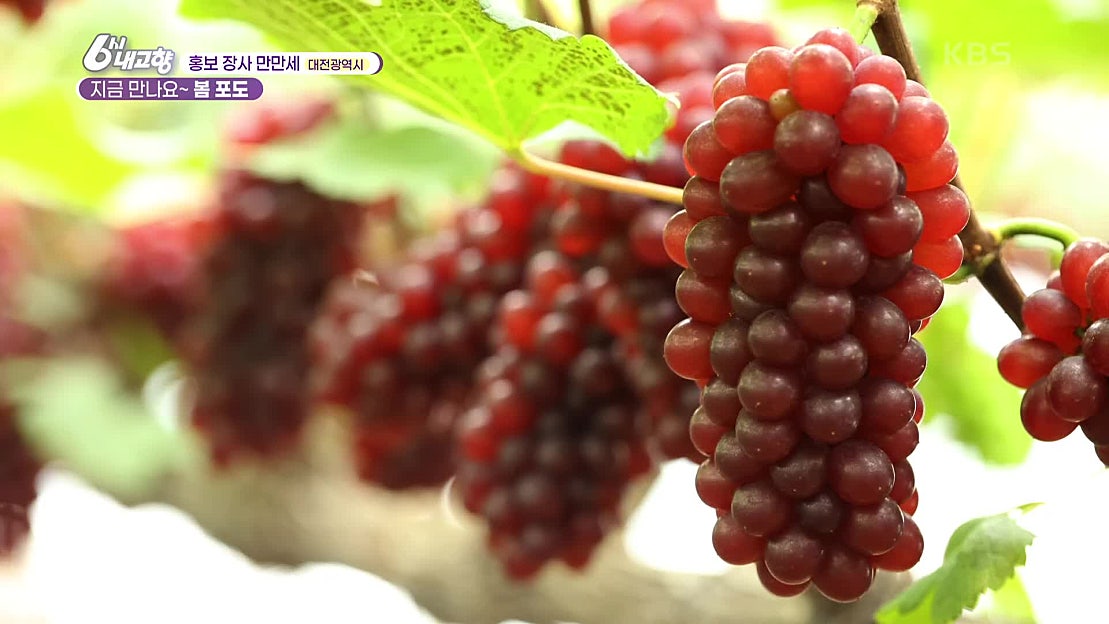 [홍보 장사 만만세] 지금 만나요~ 봄 포도 - 대전광역시 | KBS 250506 방송 - 네이버 TV