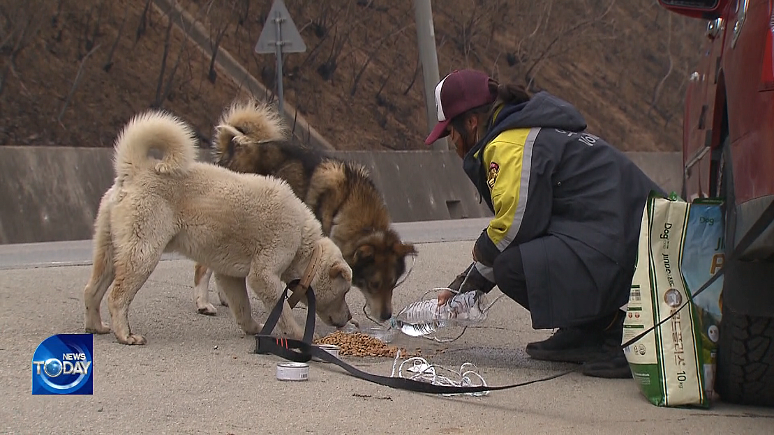 [News Today] Animals hit hard by wildfires - 네이버 TV