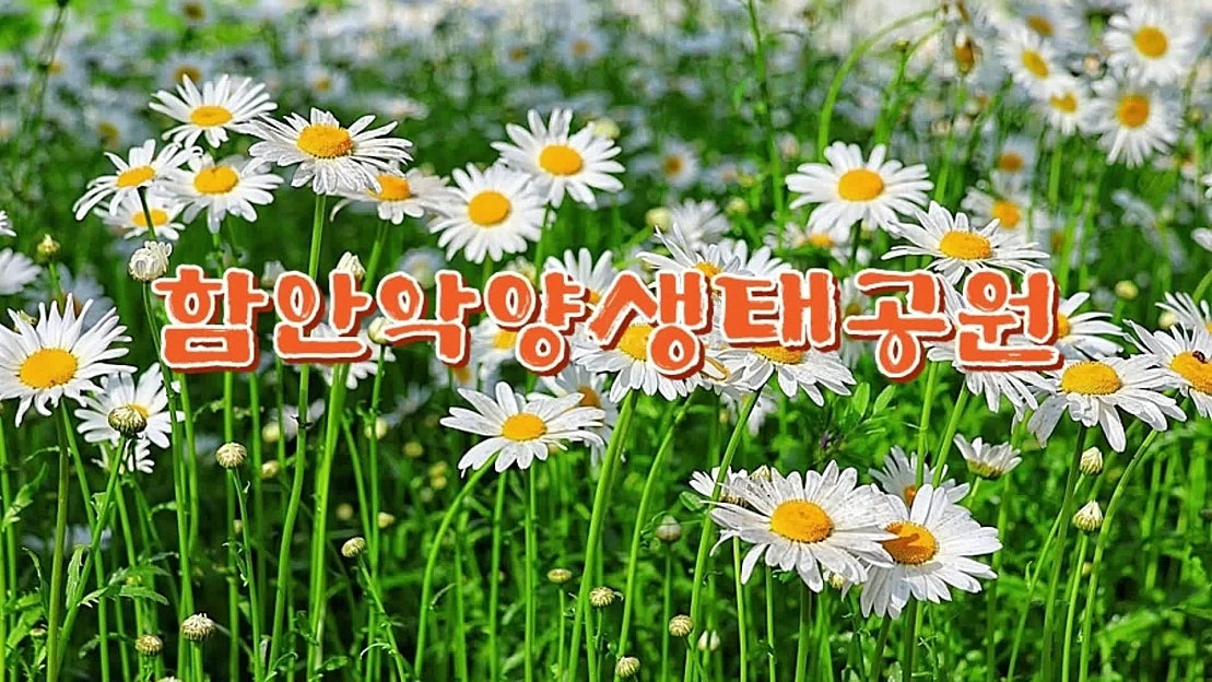 경상도 5월 여행지 추천 함안 악양생태공원 경남 꽃구경 - 네이버 TV