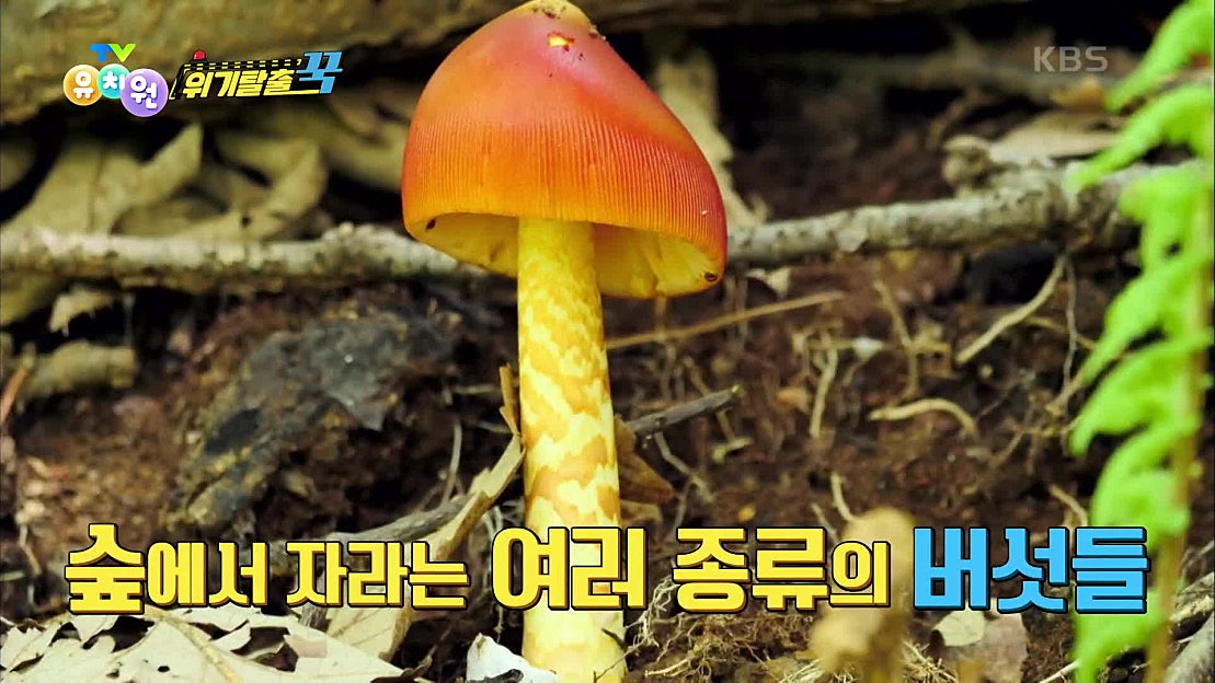 [위기탈출 꾹] 산에서 길을 잃은 꾹! 이끼로 방향 찾기? | KBS 250520 방송 - 네이버 TV